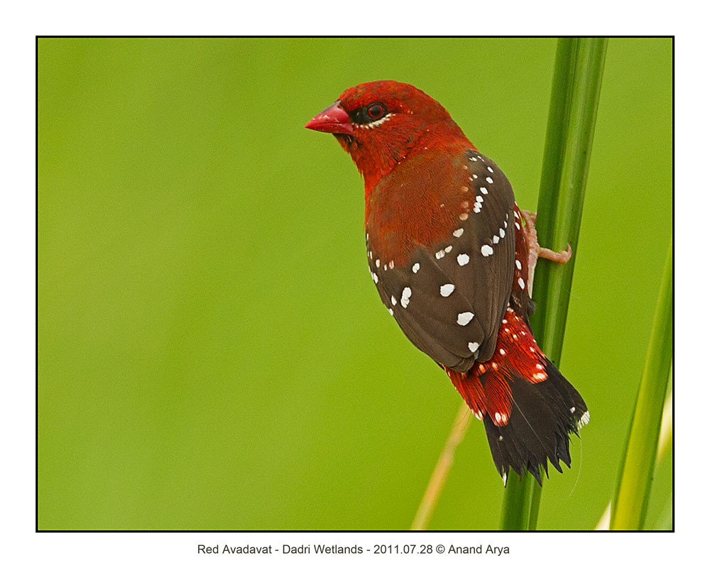 Indian Birds Photography: (delhibirdpix) The Commoners - # 108.06 - Red ...