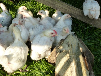 Homestead Hill Farm: The Week of the Broiler