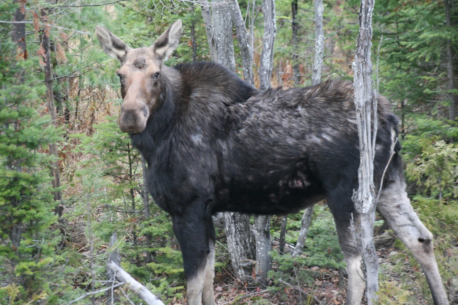 Spotted Moose