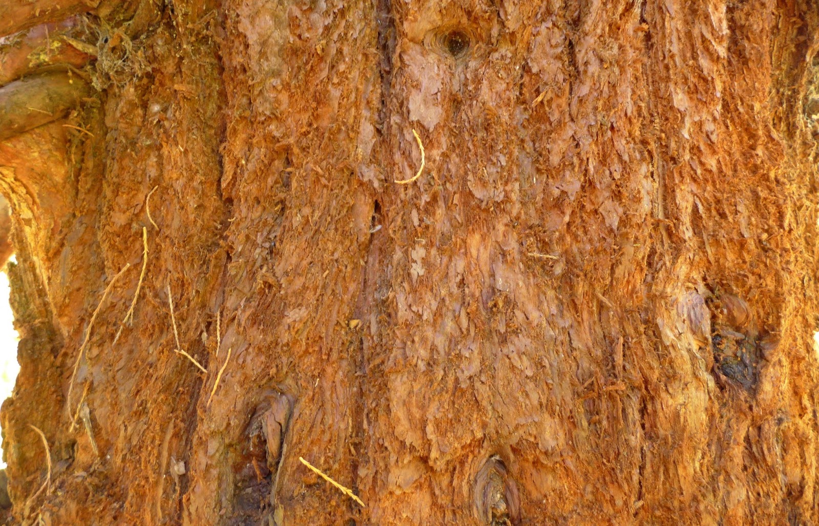 Trees Planet: Sequoiadendron giganteum – Big Tree – Mammoth Tree