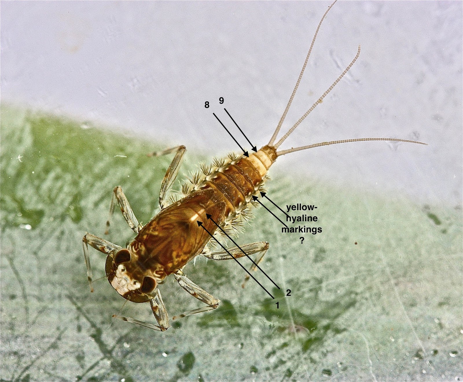 Aquatic Insects of Central Virginia: 2019