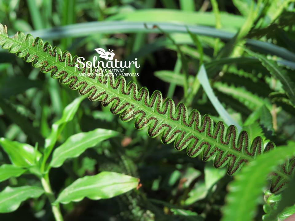 Plantas Nativas de Buenos Aires y alrededores: LISTA DE PLANTAS NATIVAS ...