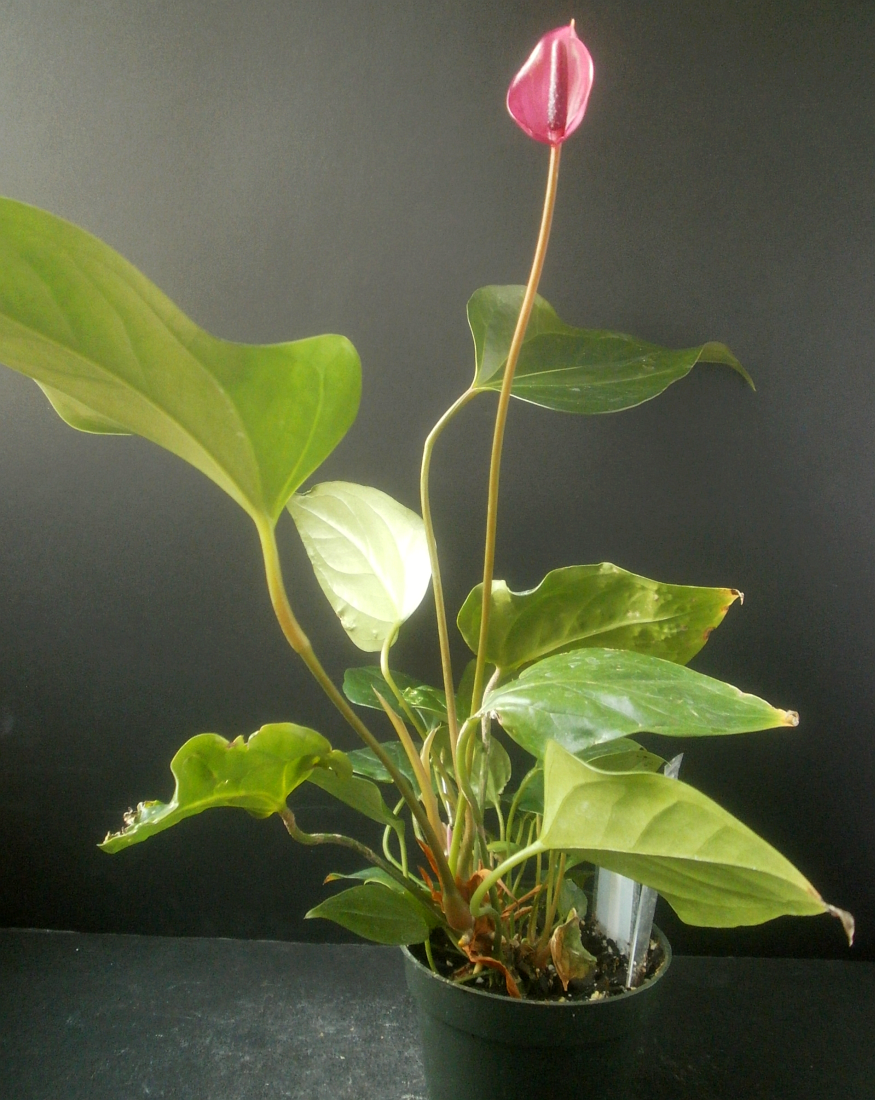 Plants are the Strangest People: Anthurium no. 0386: "Violet Chachki"