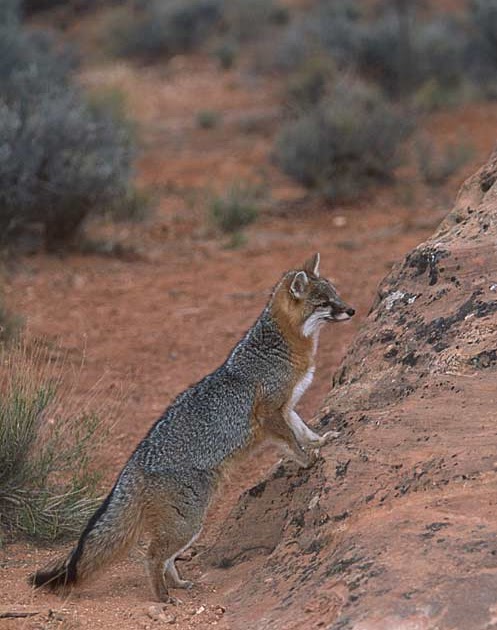 Variety of Life: Canidae