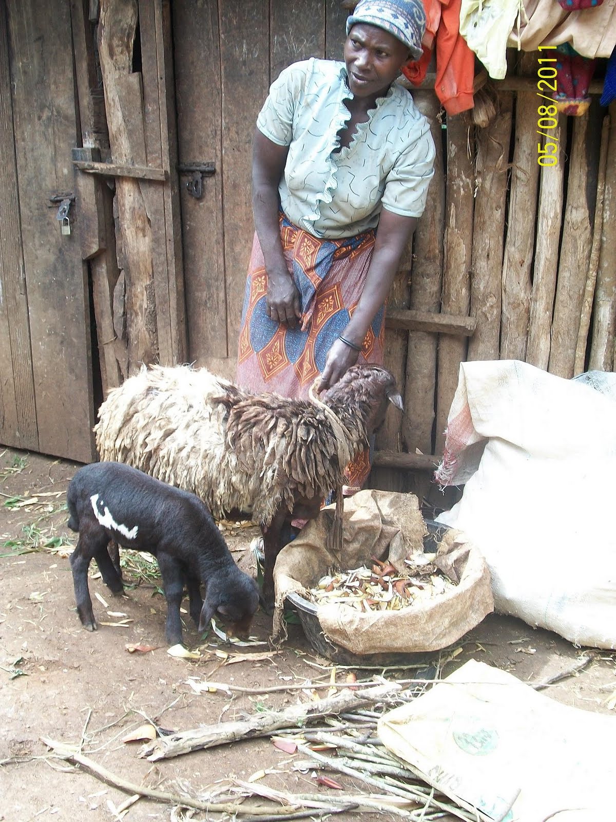 Daily Mitikasi Blog: Kondoo wa ajabu azaliwa Wilayani Hai ubavuni akiwa ...