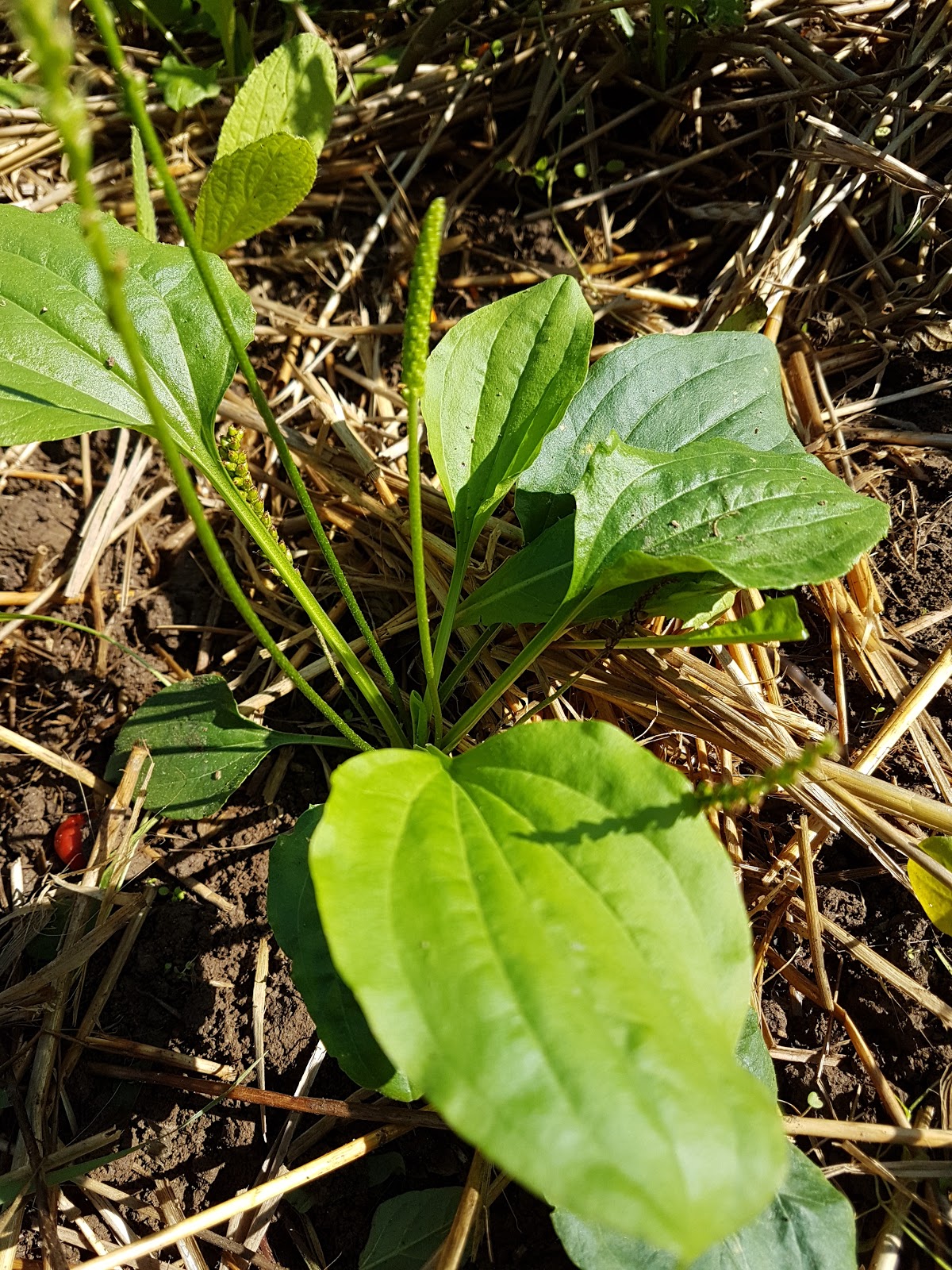 Trputac (Plantago lanceolata) - dar prirode čovječanstvu
