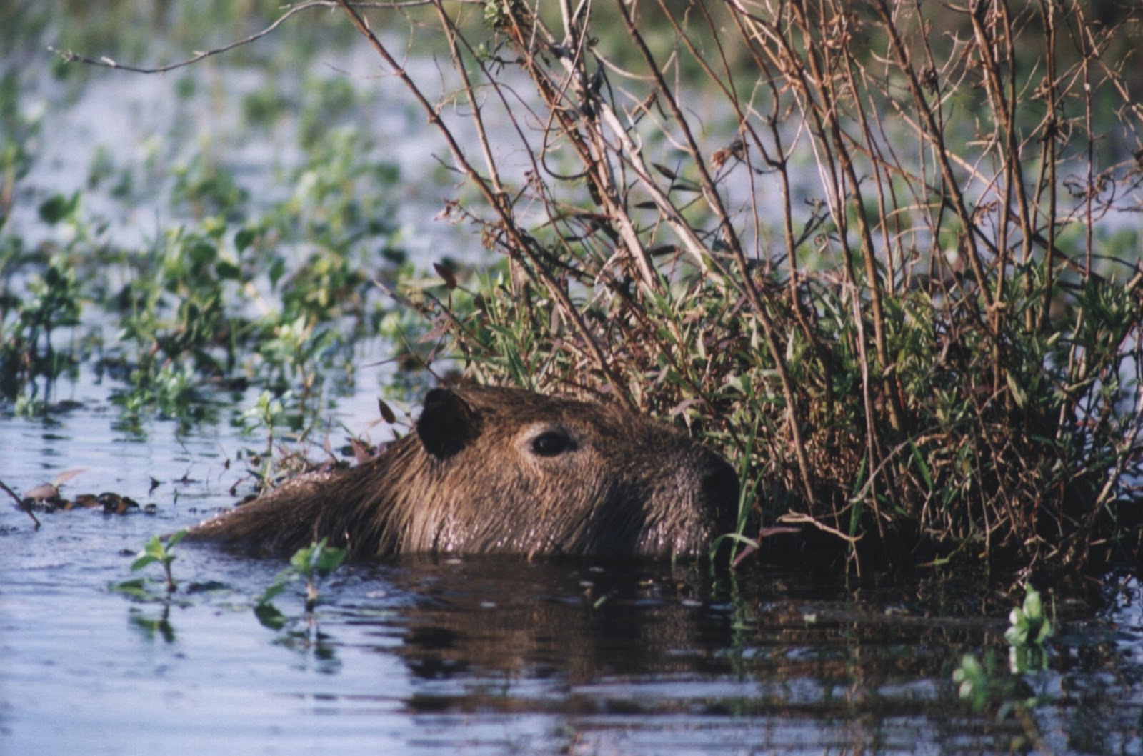 Animales en el Planeta: La capibara, carpincho, chigüiro o chigüire ...