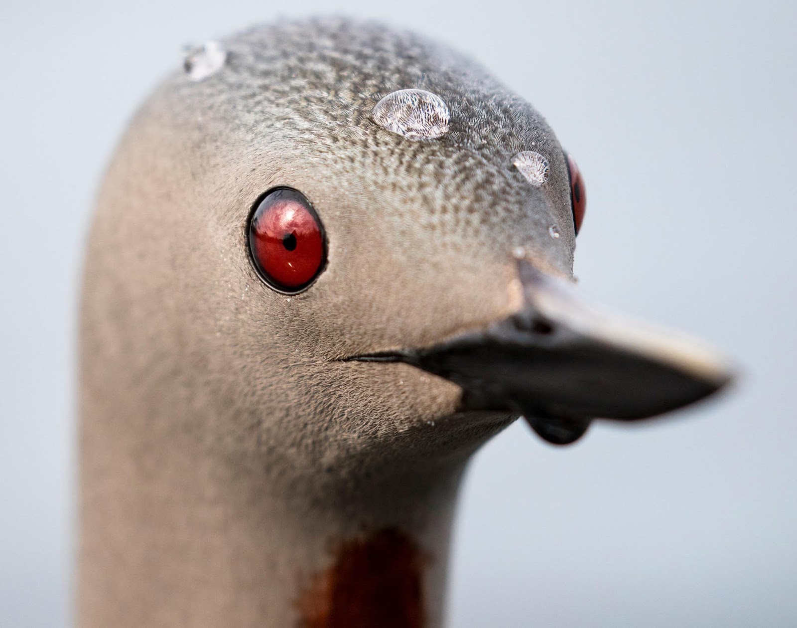 Great news, a conservation area in BC is being expanded by 8000 ...