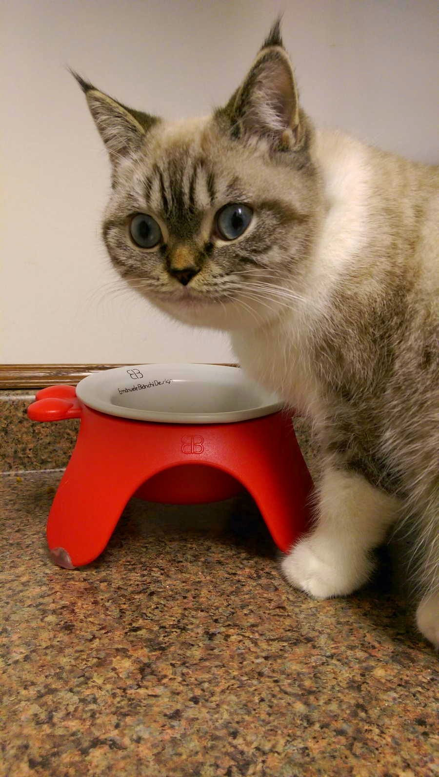 Funny cats - part 137 (40 pics + 10 gifs) | Amazing Creatures