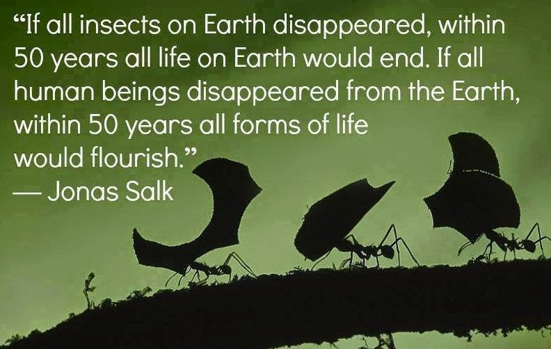 Cajón de Sastre Misterioso: JONAS SALK - SI TODOS LOS INSECTOS DE LA ...