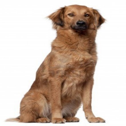 Como Enseñar a Un Perro a Sentarse | Blog Perro