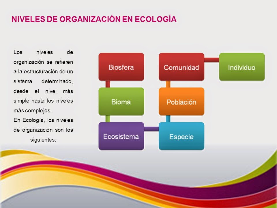 ecologia: Niveles de ecologia.