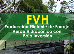 Forraje Verde Hidropónico: ¿Qué es el FVH?