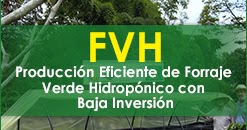 Forraje Verde Hidropónico: ¿Qué es el FVH?