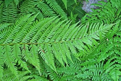 Kako Liječiti: ŽENSKA PAPRAT - Athyrium filix femina