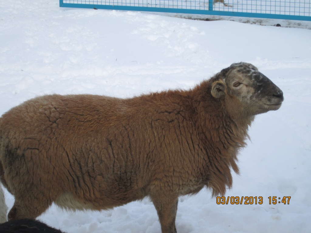 AVERY's KATAHDIN SHEEP: Seeing "RED"