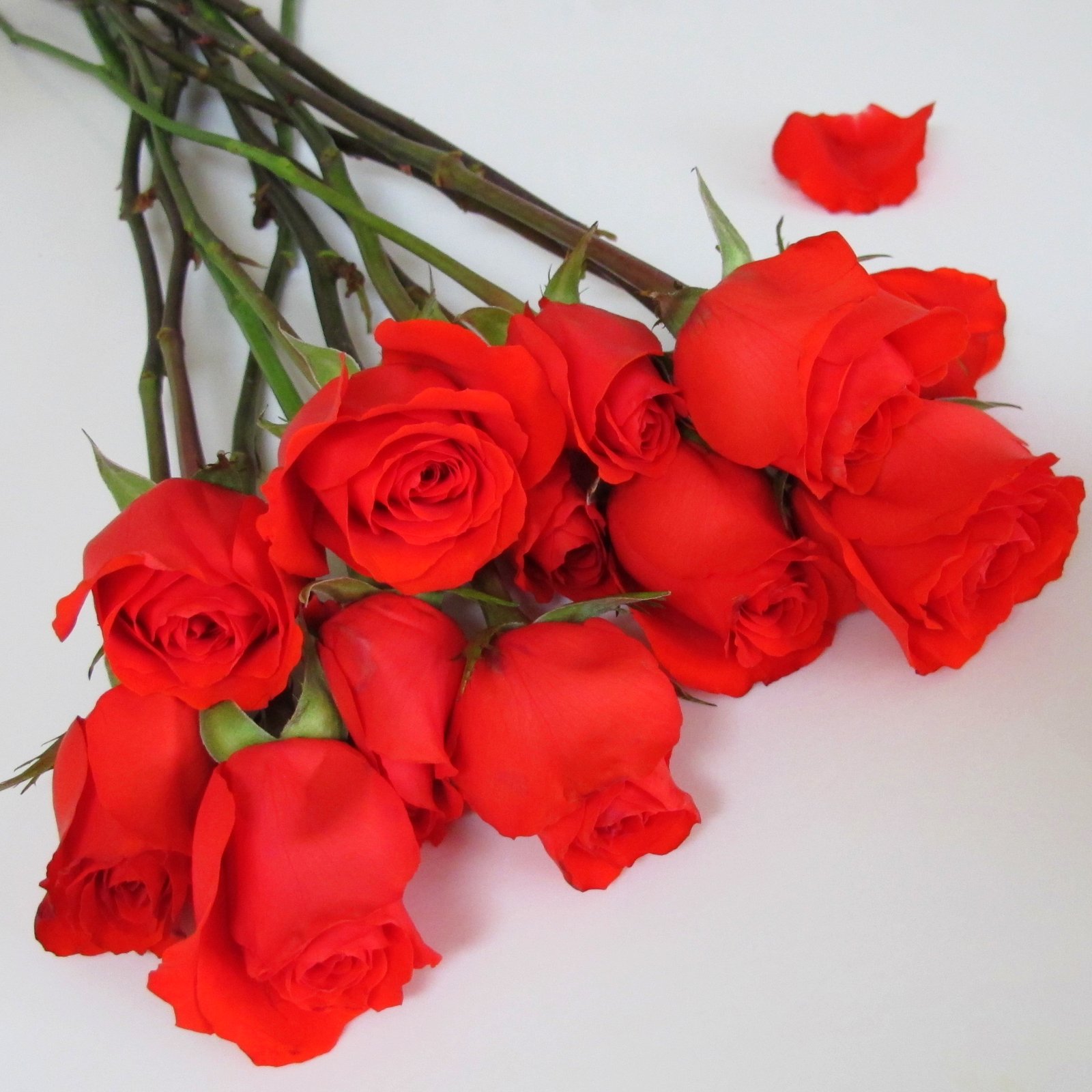 everyday plaid: march...red and bright...red red rose...