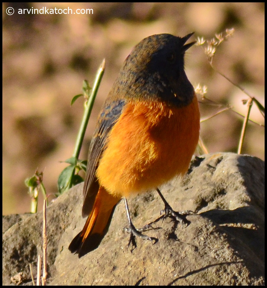 Blue-fronted Redstart Pictures and Detail (Phoenicurus frontalis)