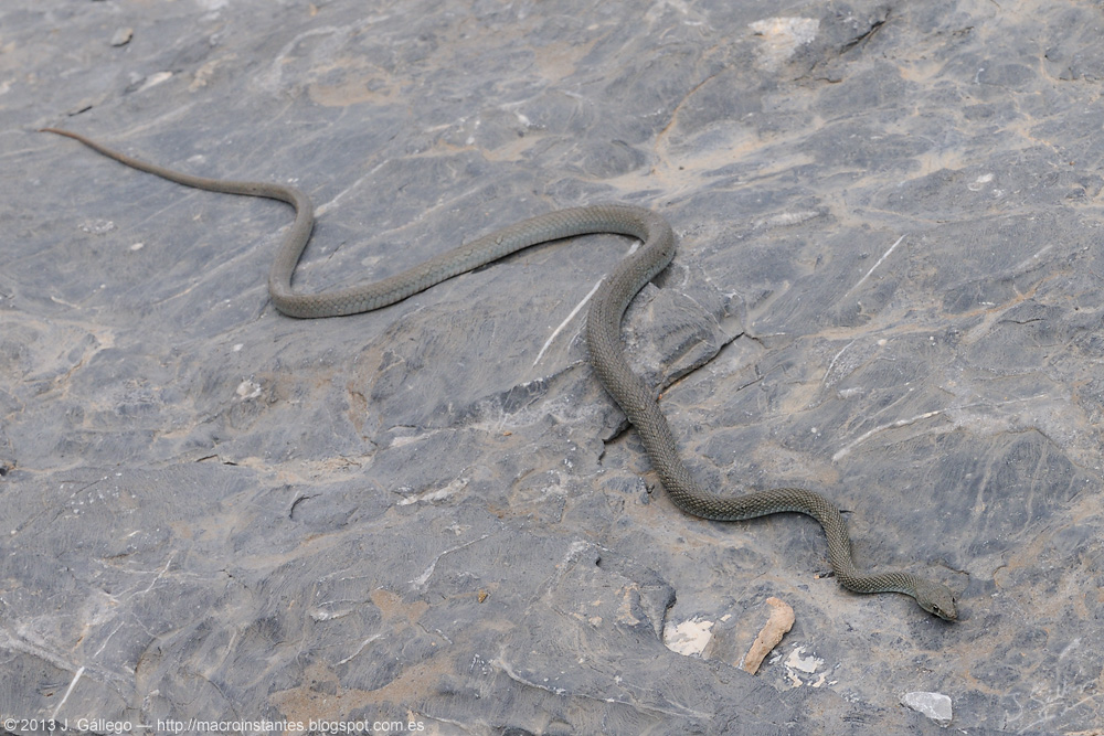 macroinstantes: Platyceps rhodorachis