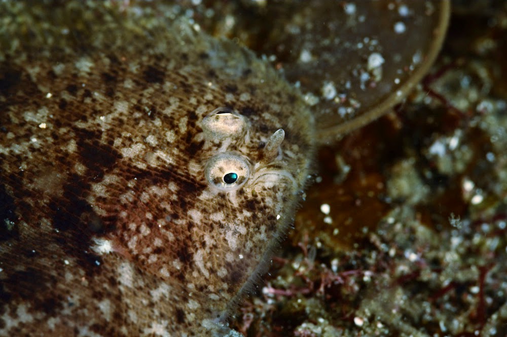 Artes de Pesca: PLEURONECTIFORMES