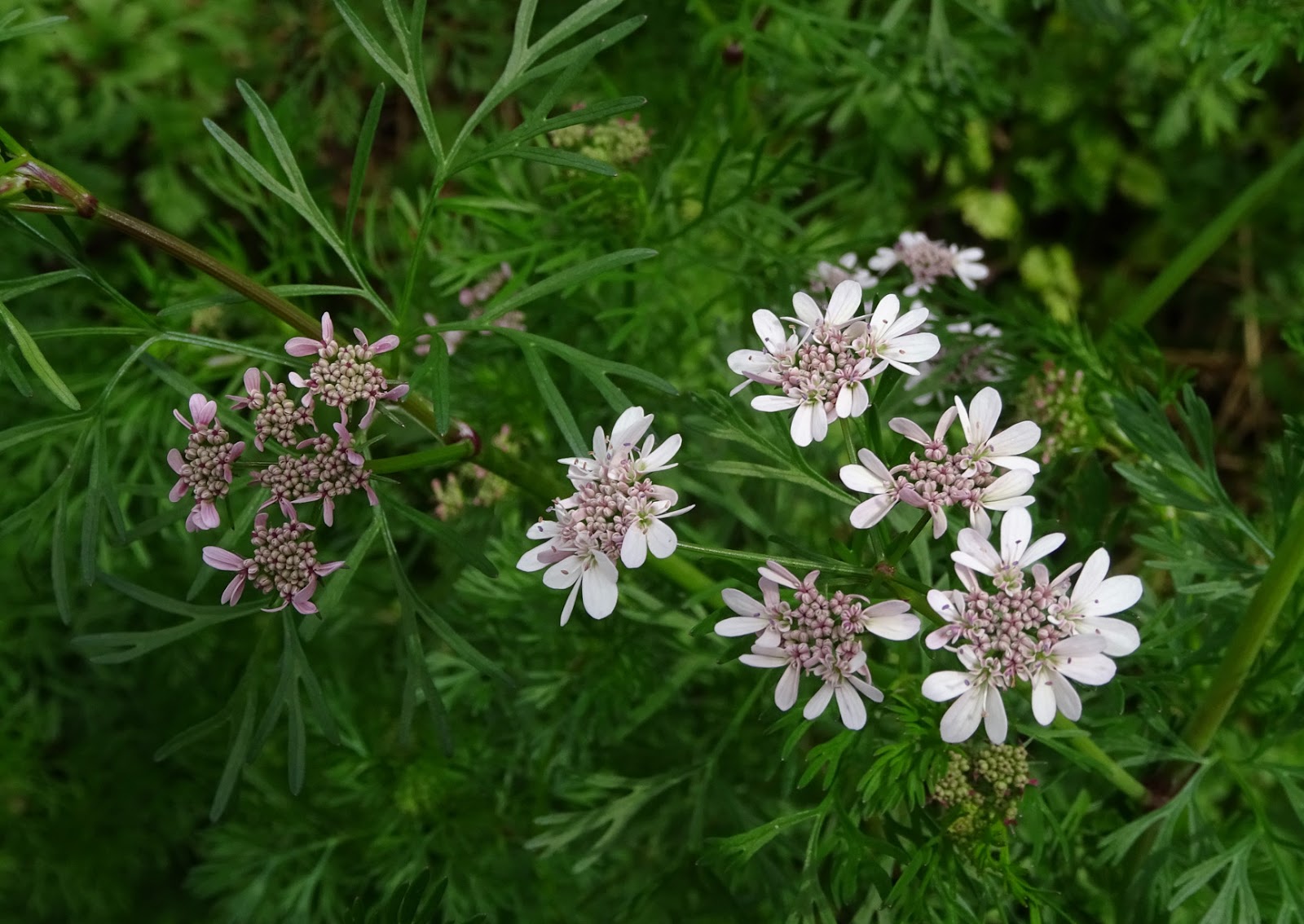 Intelliblog: ALL ABOUT CHERVIL