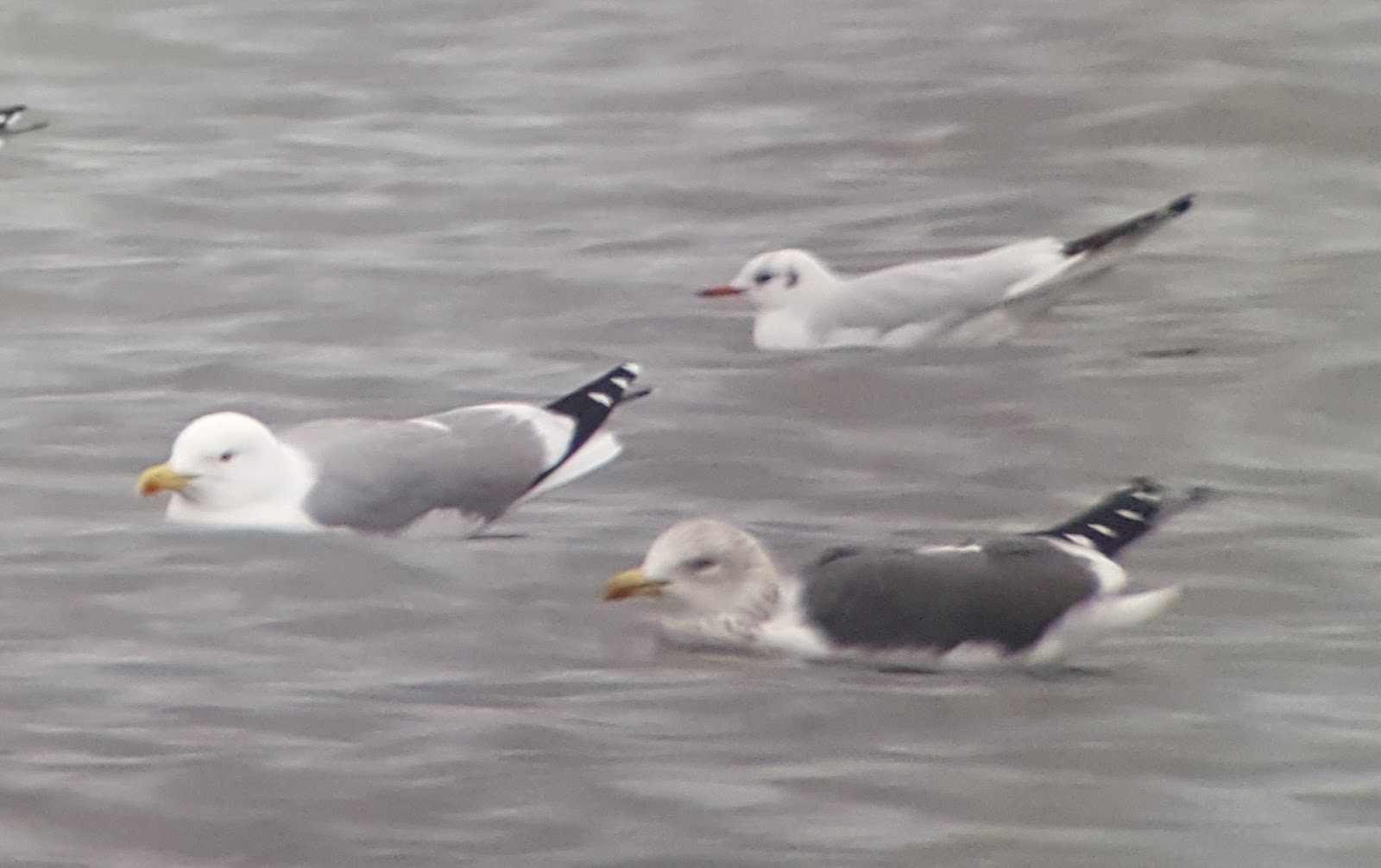 A Field Notebook: Pennington Flash gull roost