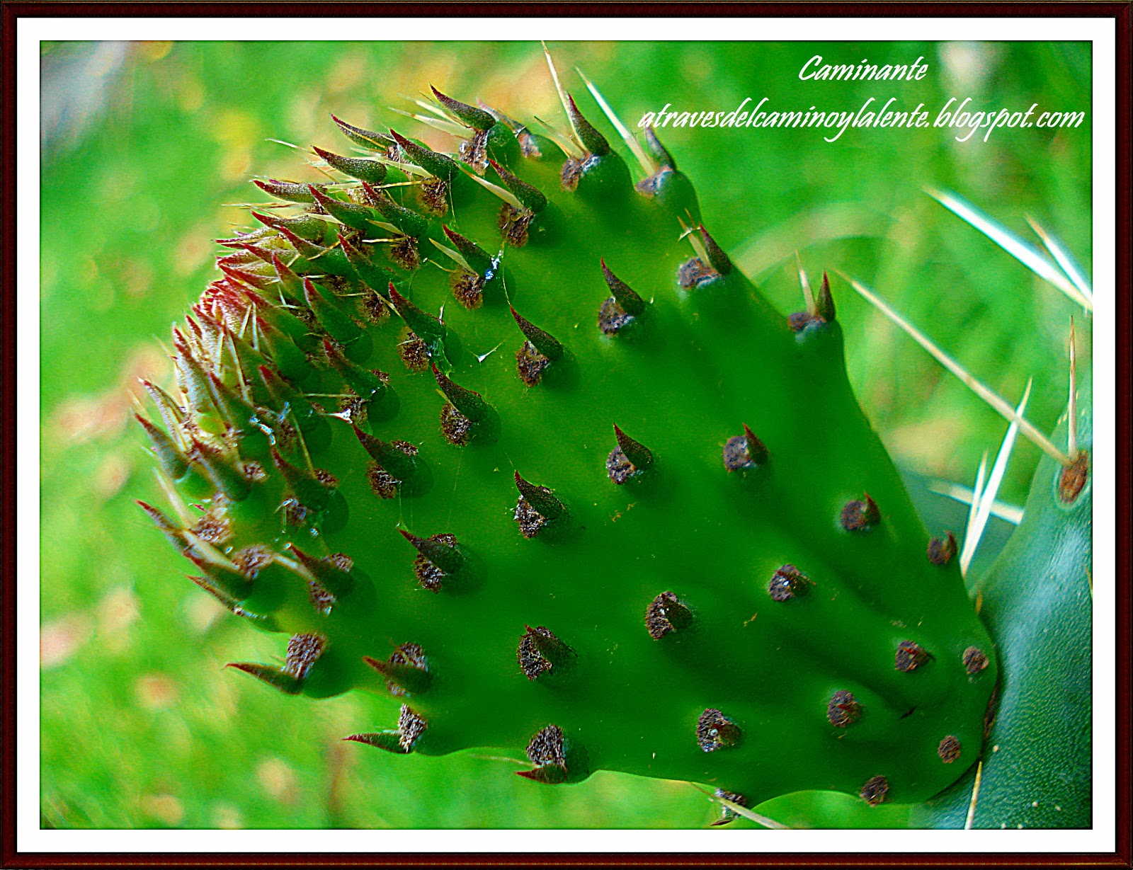 A través del camino y la lente: NOPAL PEQUEÑO