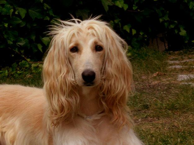 EL PERRO MAS... DEL MUNDO: EL PERRO MAS TONTO DEL MUNDO