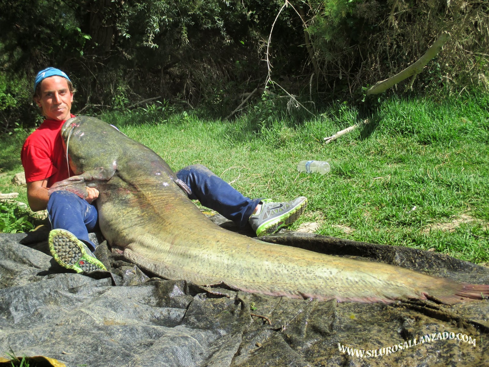 PESCA CON GUÍA DEL SILURO AL LANZADO Y PELLETS EN MEQUINENZA Y RÍO EBRO ...