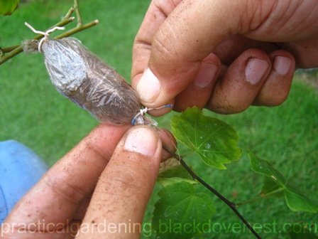 Practical Gardening: Steps for Air Layering or Marcotting