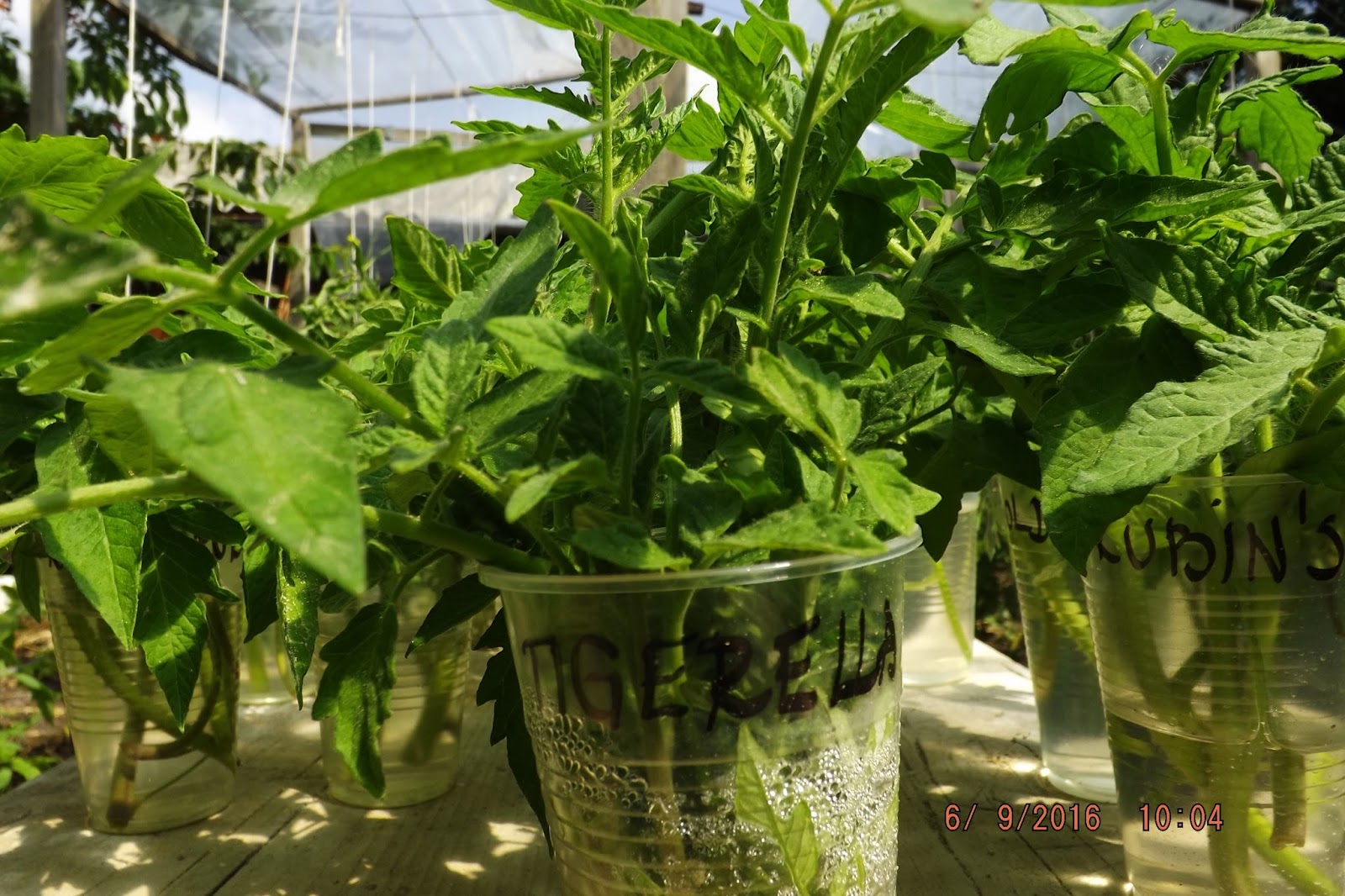 Gradinarit anotimp cu anotimp: Inceput de vara cu surprize