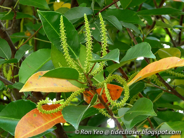 tHE tiDE cHAsER: Buta-buta (Excoecaria agallocha)