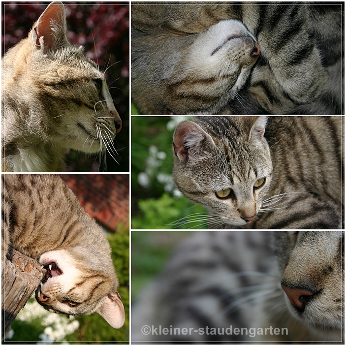 kleiner-staudengarten: Alles für die Katz!