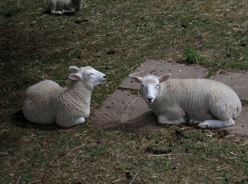 Vinnyman's Birding and Nature Blog.: Sheldon Country Park and Old ...