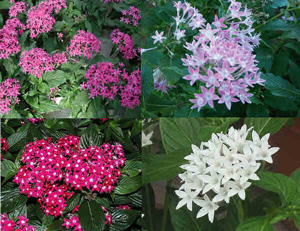 Las Aventuras: Pentas