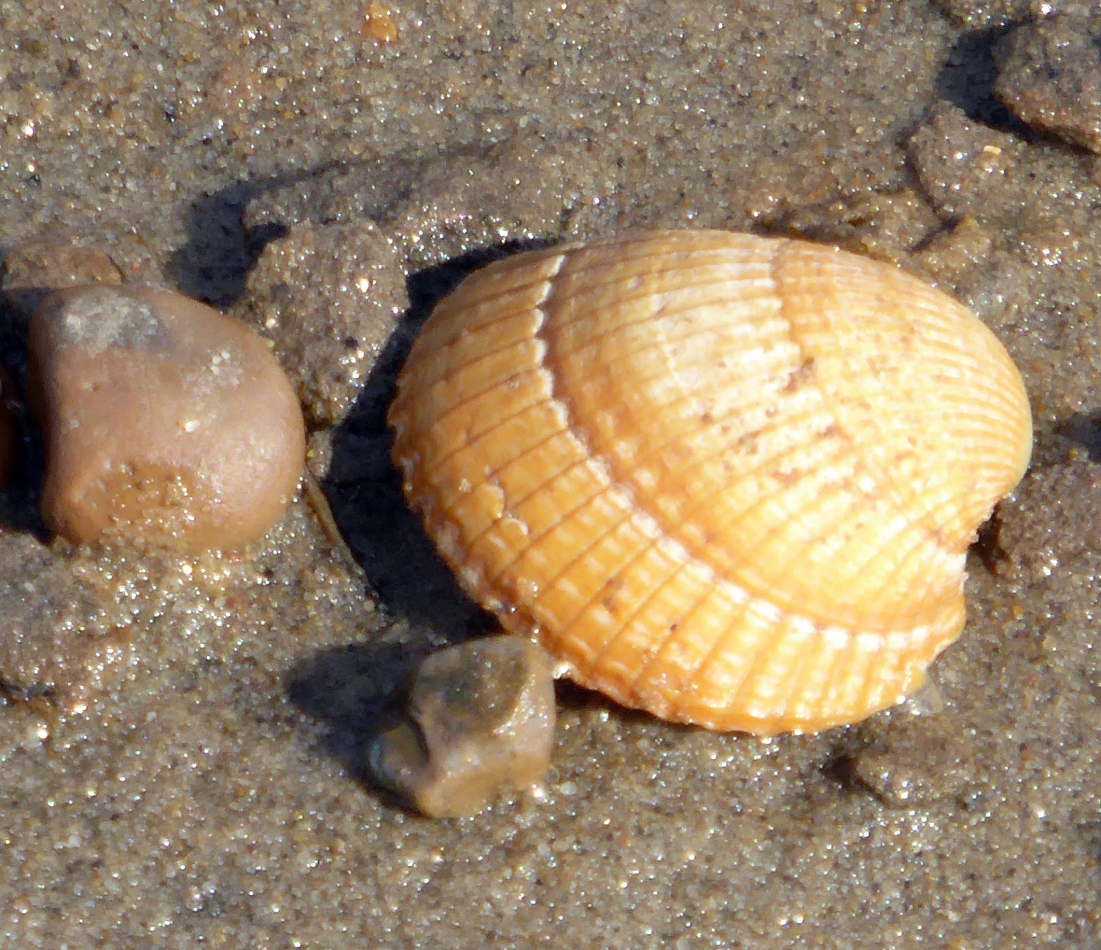 Wild and Wonderful: North Norfolk