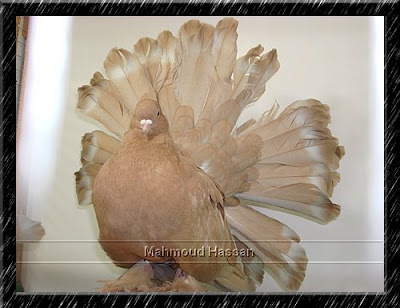 Pigeons for sale: American Fantail yellow color 2