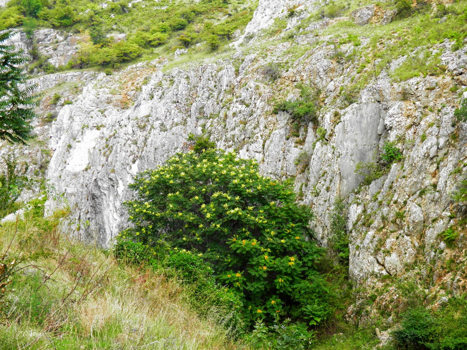 PASARI DIN ROMANIA: LASTUN DE STANCA, Ptyonoprogne rupestris