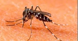 HEMATÓFAGOS, PARASITAS QUE SE ALIMENTAM DE SANGUE | Klima Naturali™