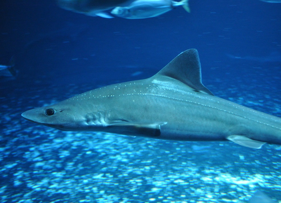 ZOOTOGRAFIANDO (6.100 ANIMALS): MUSOLA DENTUDA / STARRY SMOOTH-HOUND ...