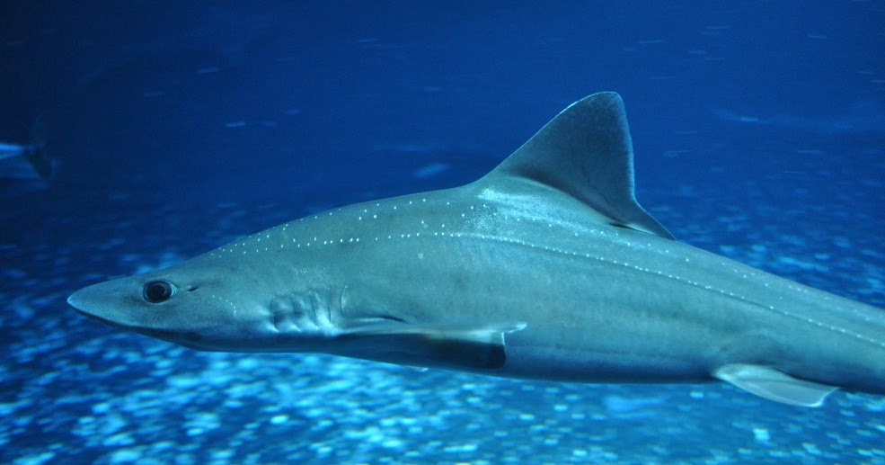 ZOOTOGRAFIANDO (6.100 ANIMALS): MUSOLA DENTUDA / STARRY SMOOTH-HOUND ...