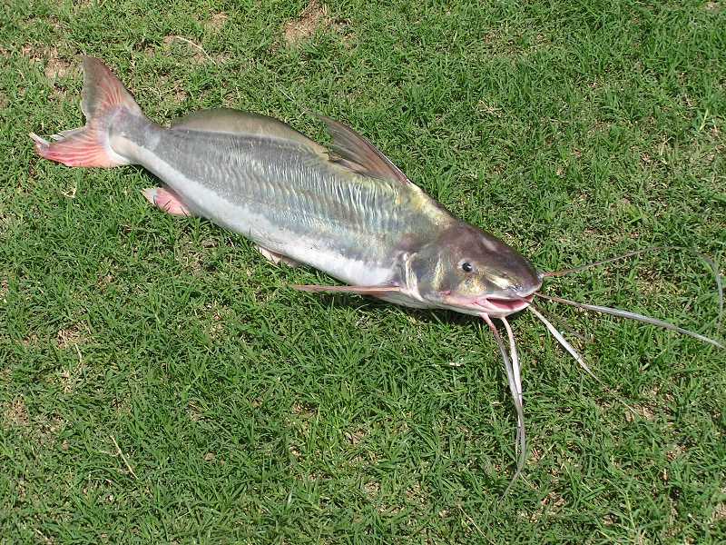 UNIVERSO DA PESCARIA: PANTANAL - ESPECIES DE PEIXE