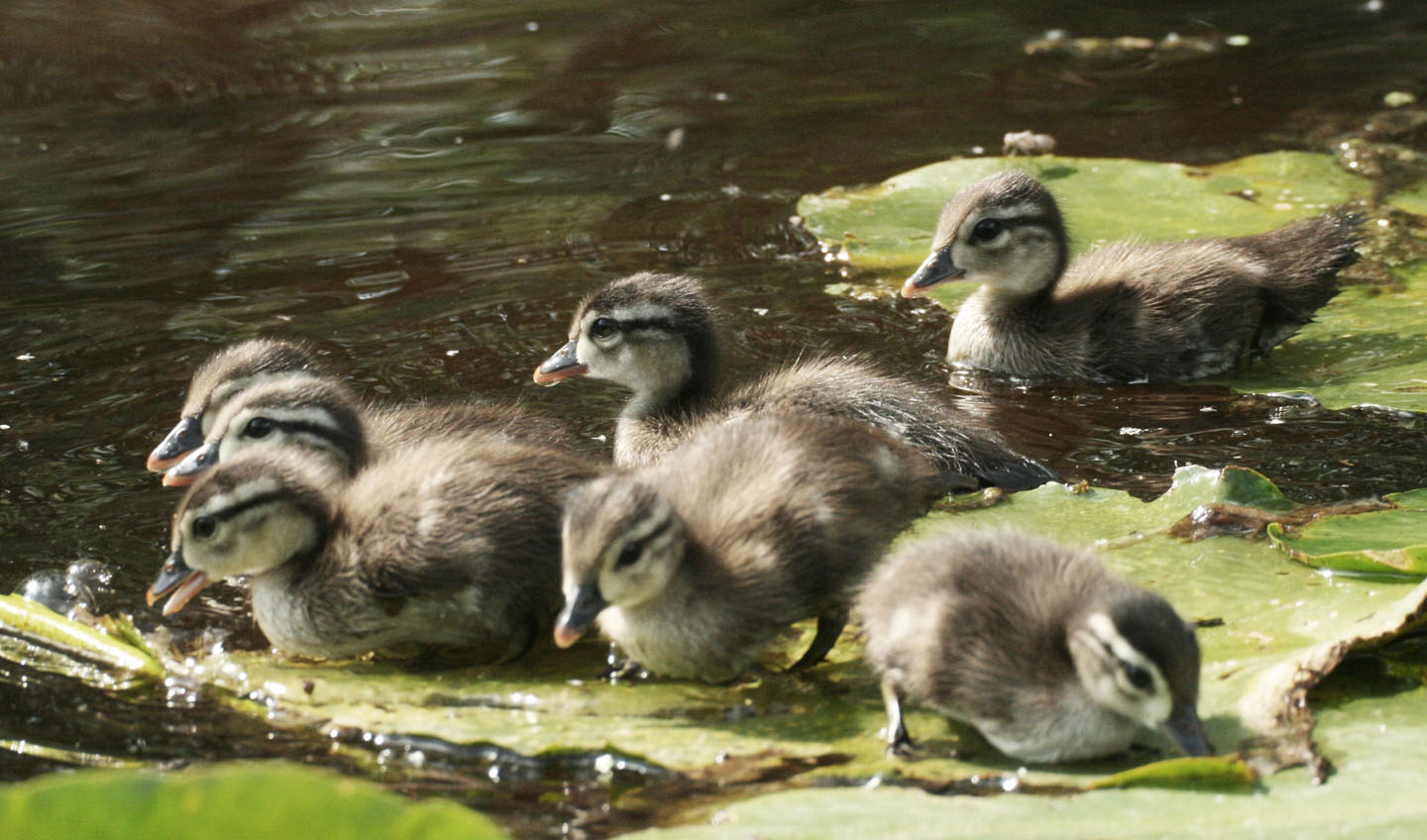 Art of the Day: Duck, Duck, Baby Duck