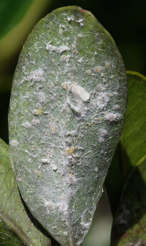 Rufino Osorio: Aleurodicus rugioperculatus – Rugose Spiraling Whitefly