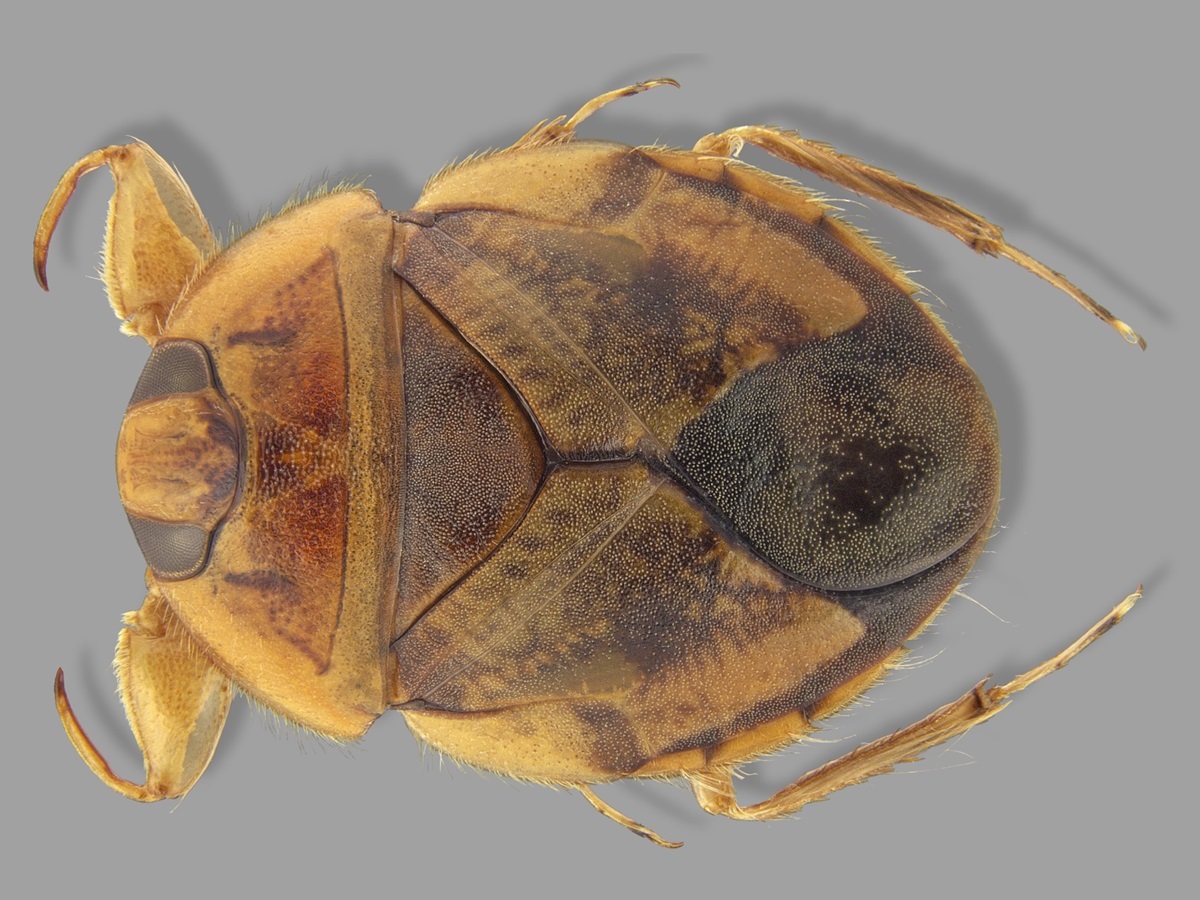 Species New to Science: [Entomology • 2018] Revision of the Ambrysus ...