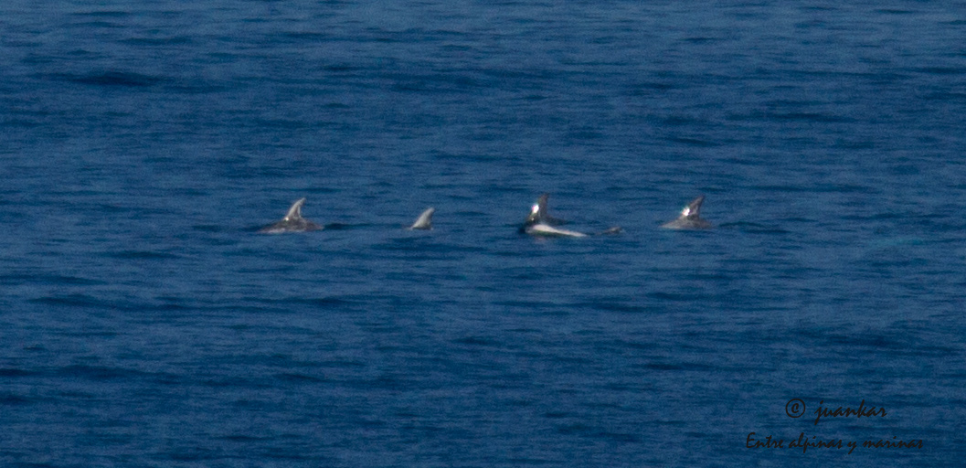 Entre alpinas y marinas.: Calderón gris. Sorpresa en Ondarroa.