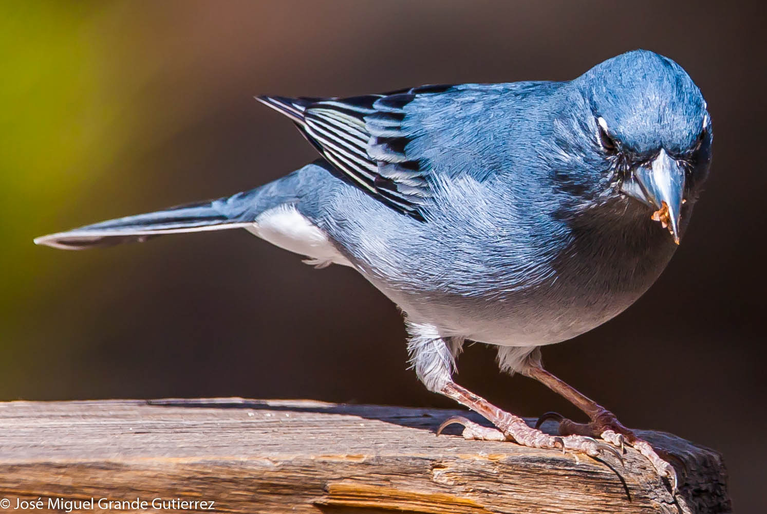 AVECEDARIO2016-UN MUNDO MARAVILLOSO: Pinzón Azul del Teide- Fringilla ...
