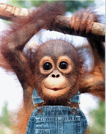 Neşeli yer: göz atan maymun