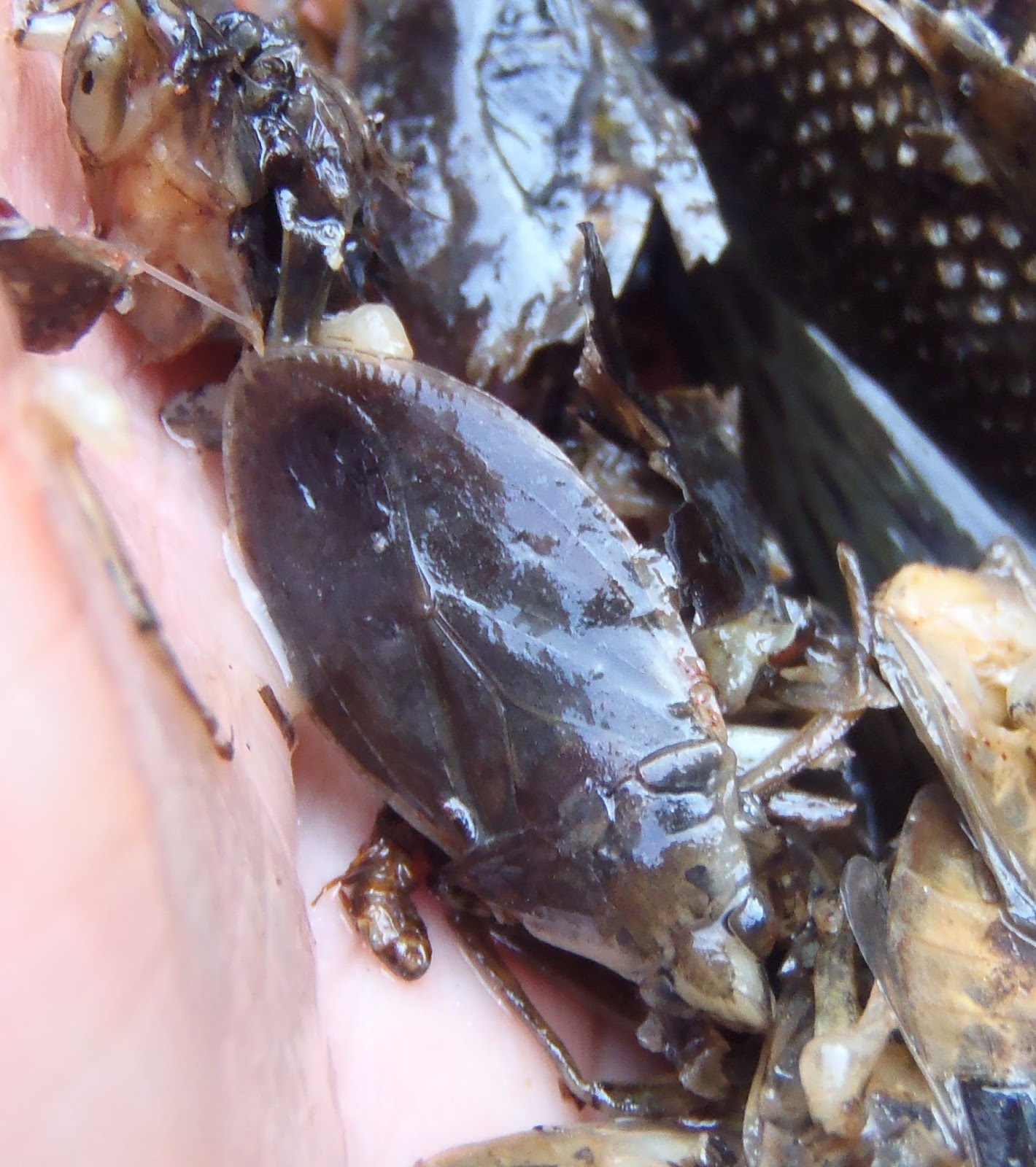 Fishing and Thinking in Minnesota: October 2017