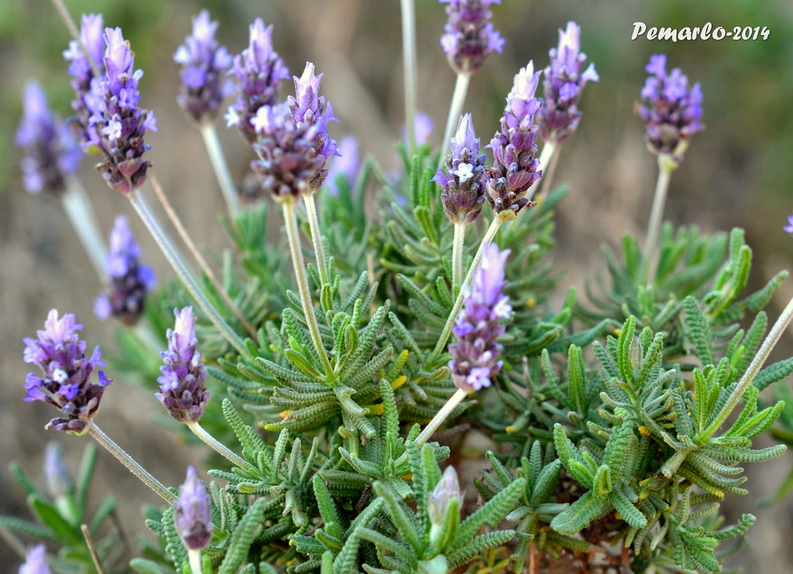 Plantas de Murcia: LAVANDULA DENTATA (Cantueso, Espliego) EN ATAMARIA ...